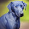 Boxer vs Blue Lacy vs Doberman Pinscher Comparison - Dog breed selector ...