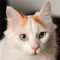 Turkish Van vs Ragdoll vs Turkish Angora Cat Breed Comparison