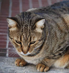 Aegean Cat Breed Information and Characteristics | Dogell.com