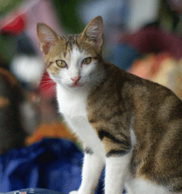 Asian Cat Breed Information and Characteristics | Dogell.com