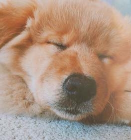 Chabrador Information & Dog Breed Facts | Dogell.com