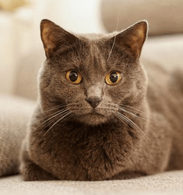 Chartreux Cat Breed Information and Characteristics | Dogell.com