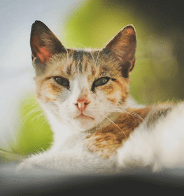 Cyprus Cat Breed Information and Characteristics | Dogell.com