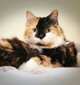 Manx Cat Breed Information and Characteristics | Dogell.com