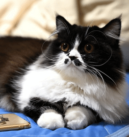 Napoleon Cat Breed Information and Characteristics | Dogell.com